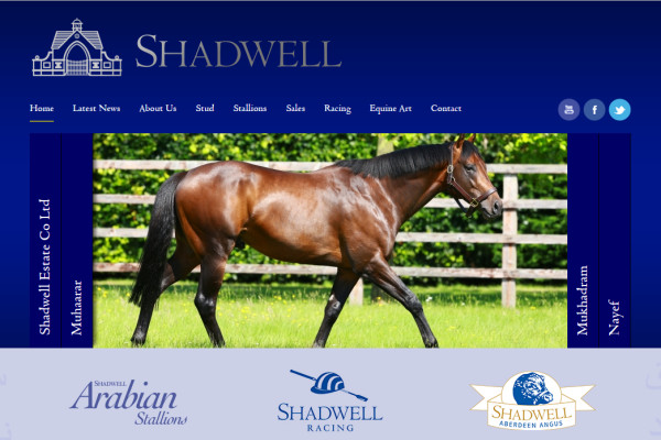 Thoroughbred Bloodstock